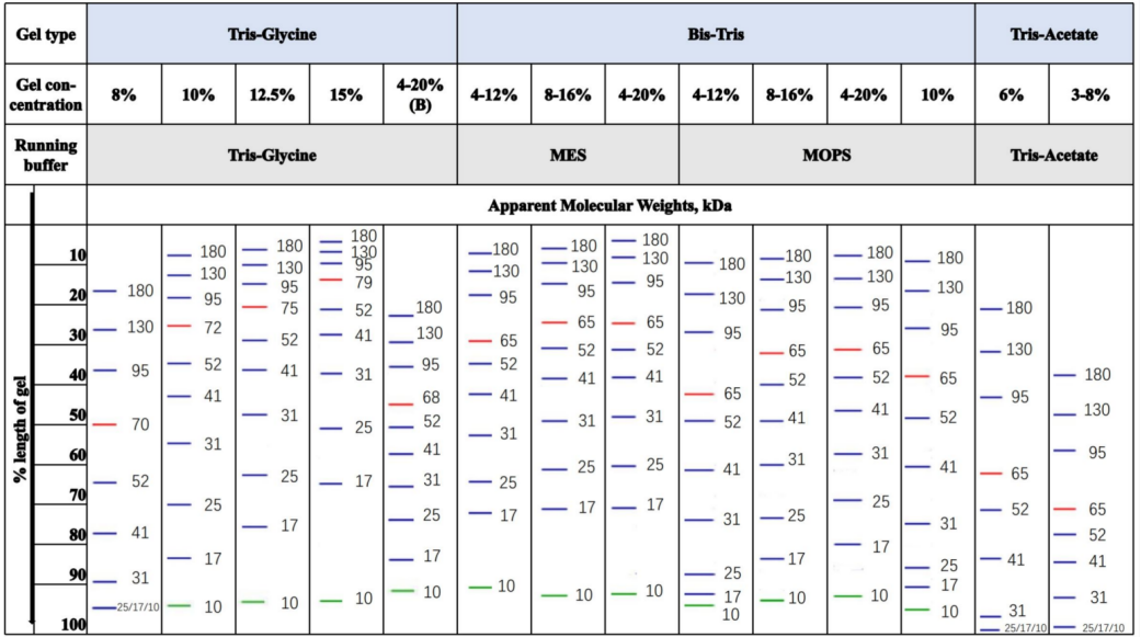 蛋白预染marker 10-180 kDa Prestained Protein Ladder, Prestained Protein ...